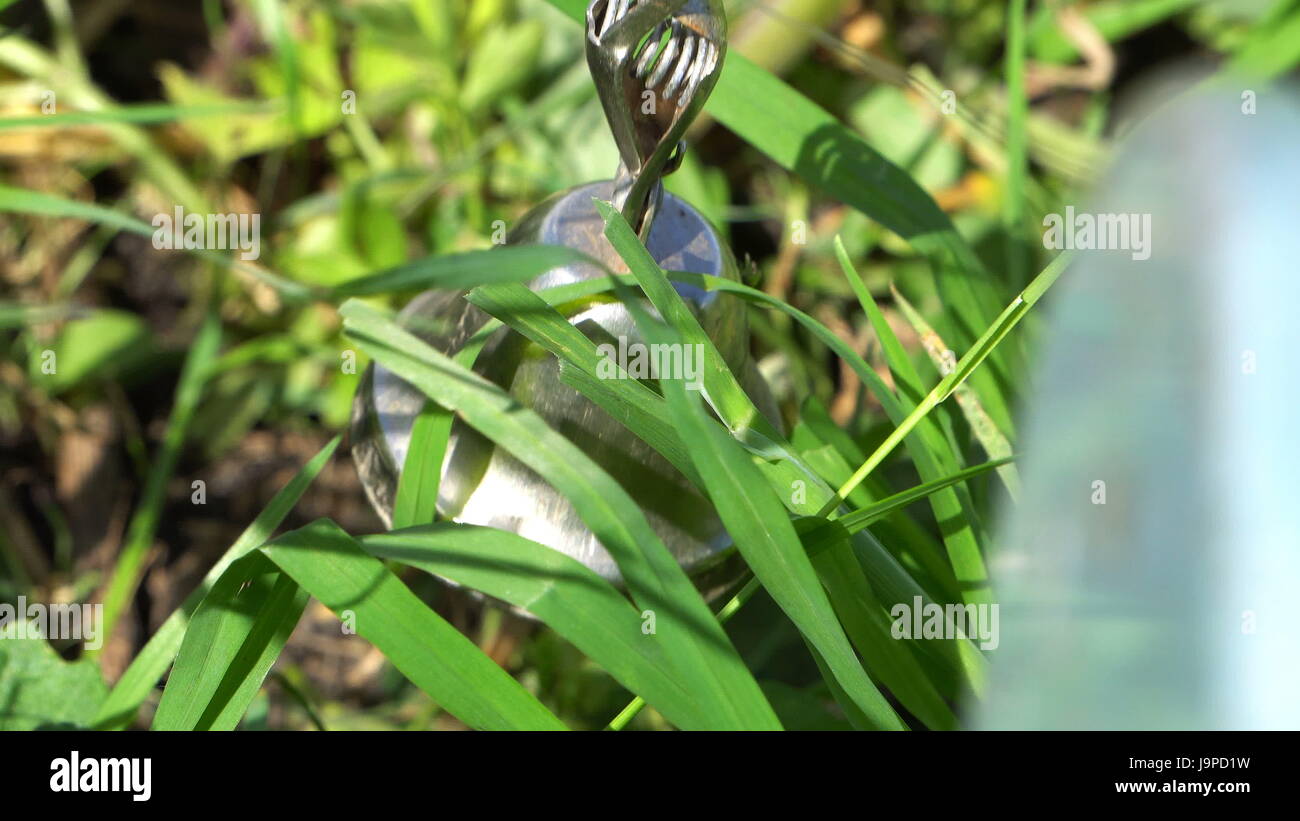 Jingle bell fish hi-res stock photography and images - Alamy