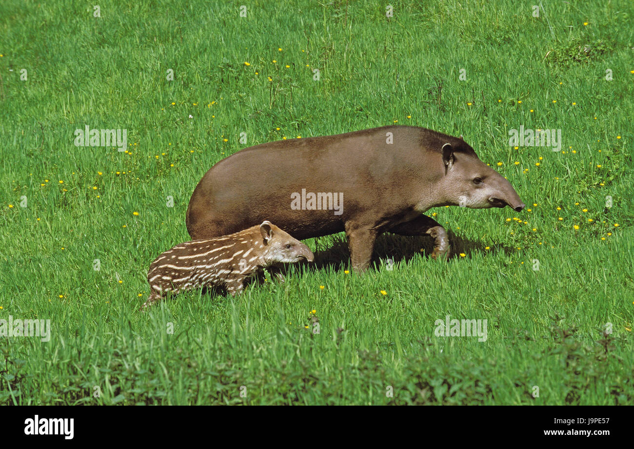 Plain tapir hi-res stock photography and images - Alamy