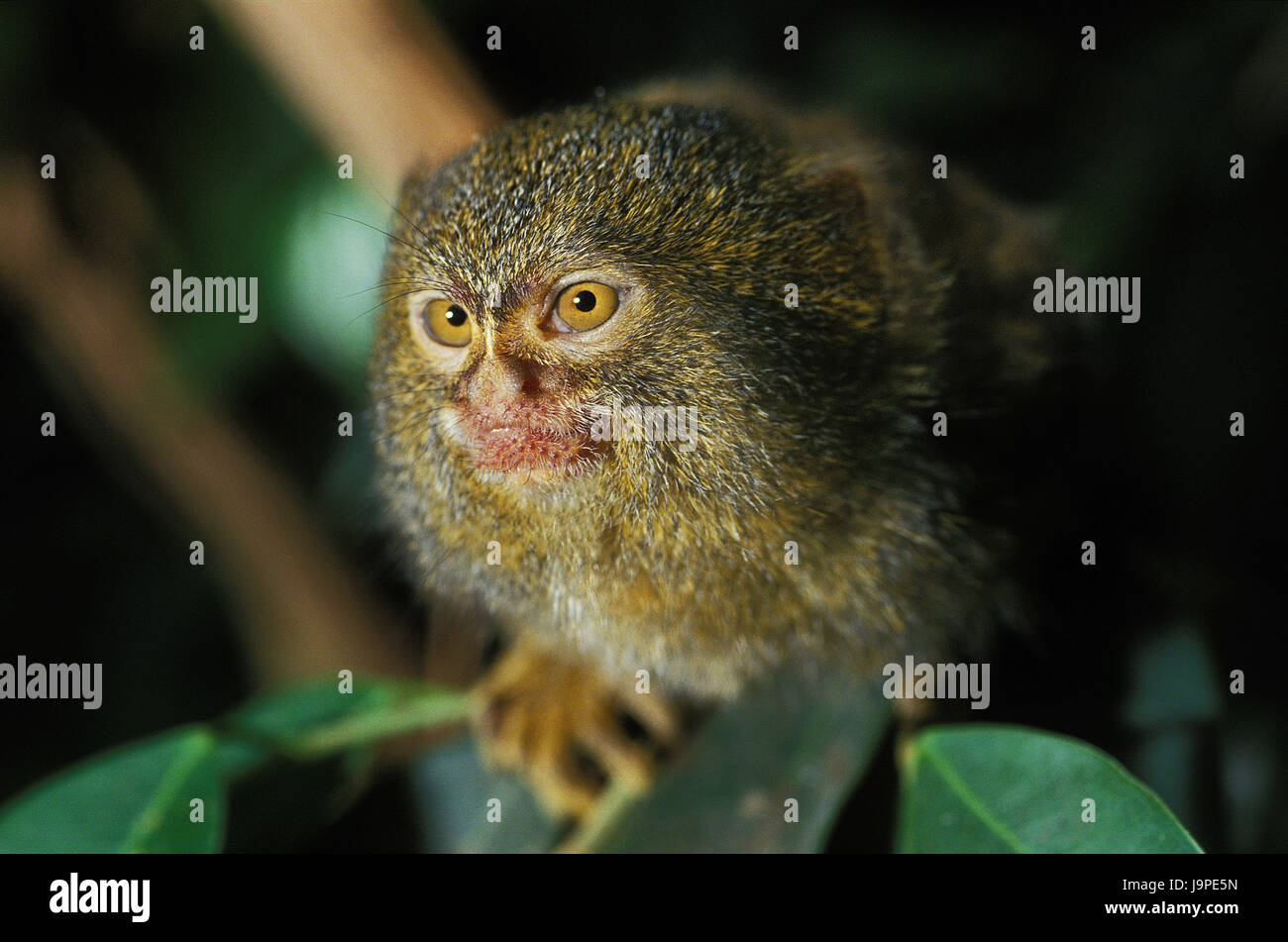 Monkey Claw High Resolution Stock Photography and Images - Alamy