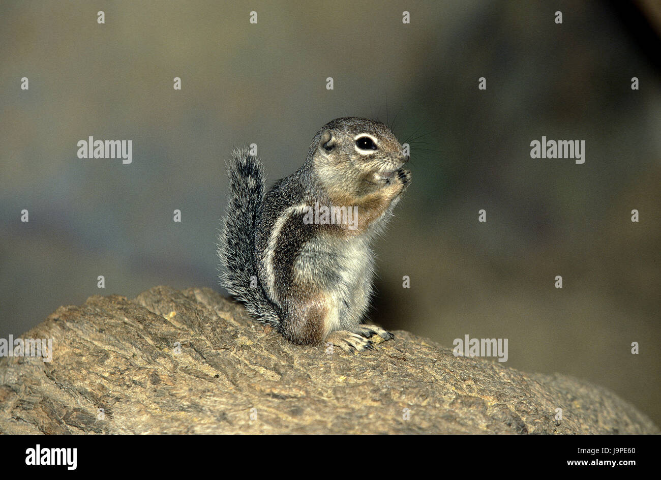 Ammospermophilus hi-res stock photography and images - Alamy