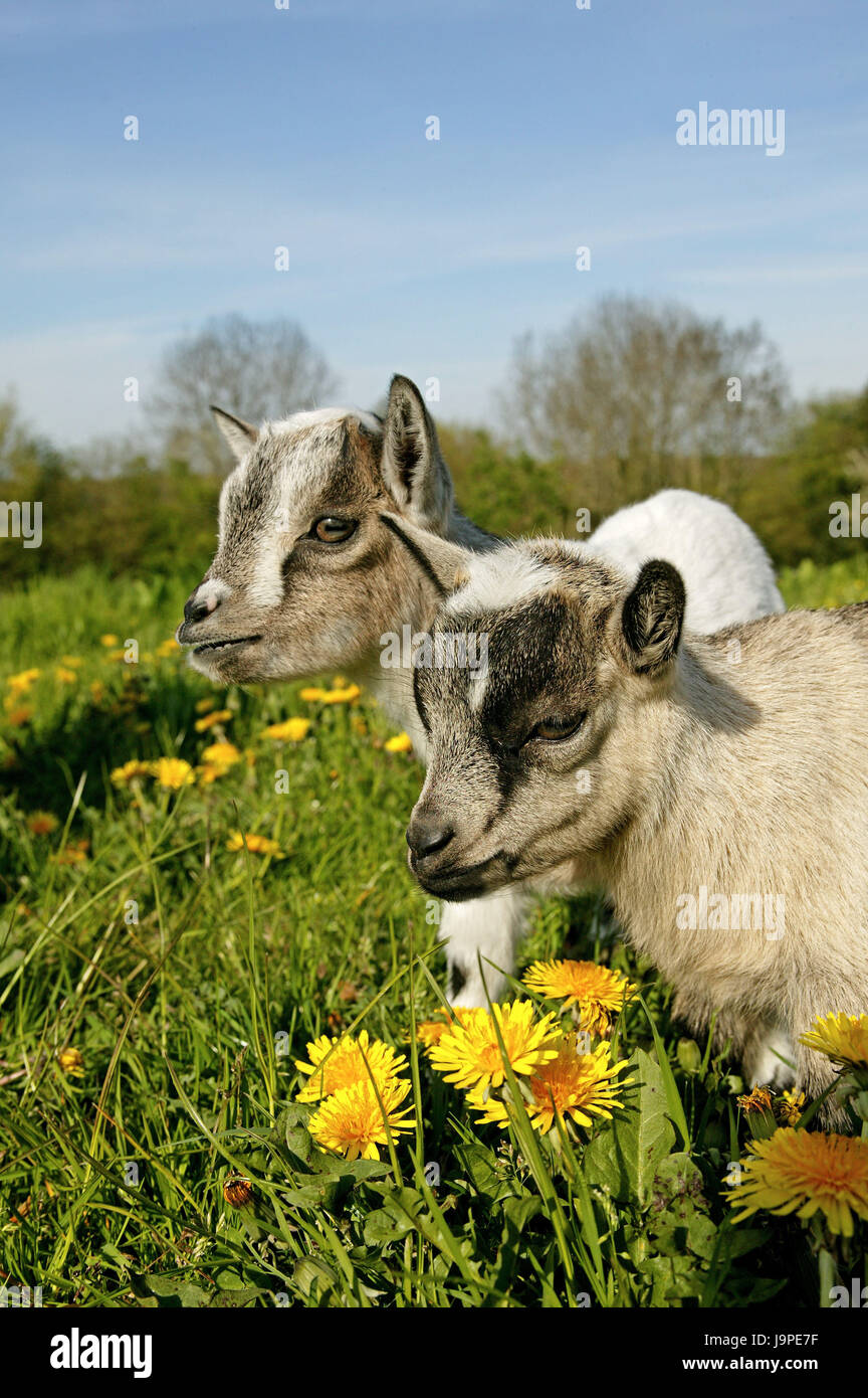 Goats,young animals,Capra hircus,two,meadow,flowers Stock Photo - Alamy