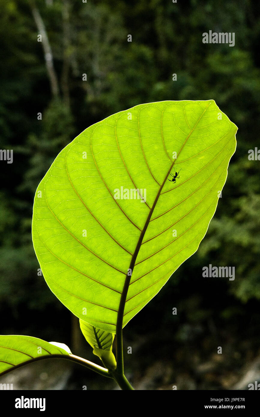 Ant peru hi-res stock photography and images - Alamy
