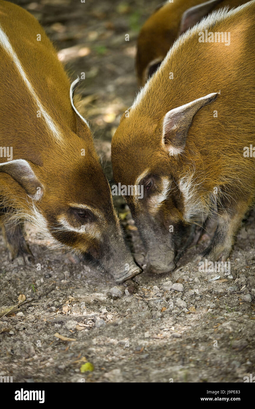 Brush ear pigs,Potamochoerus porcus,food search,detail Stock Photo - Alamy