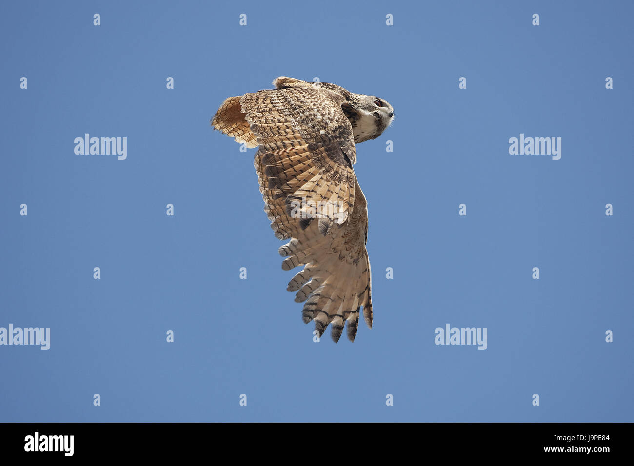 Cape eagle owl bubo capensis hi-res stock photography and images - Alamy