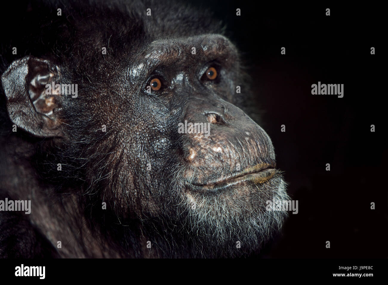 Chimpanzee head hi-res stock photography and images - Alamy