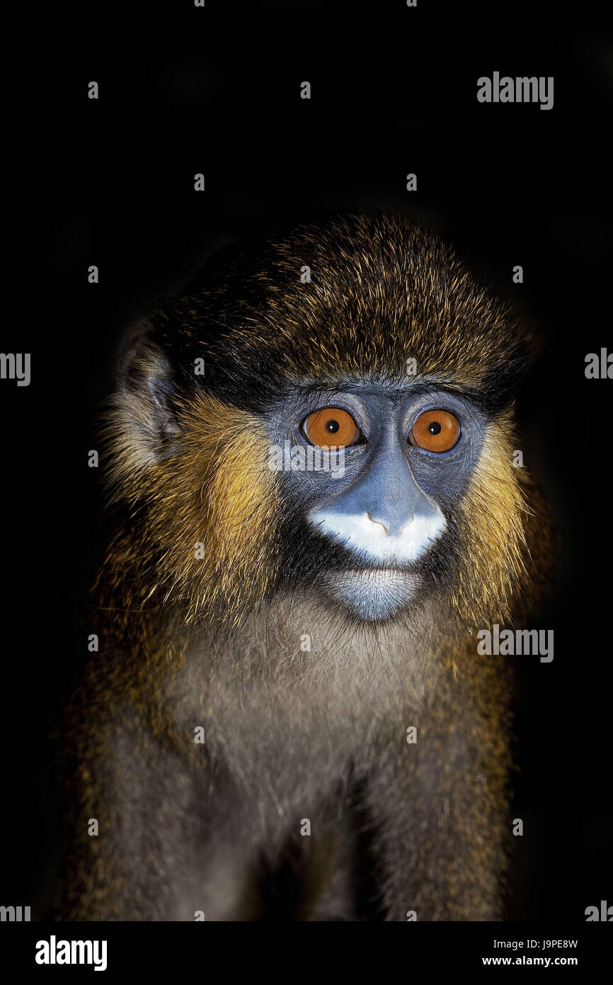Blue spot sea cat,Cercopithecus cephus,portrait Stock Photo - Alamy