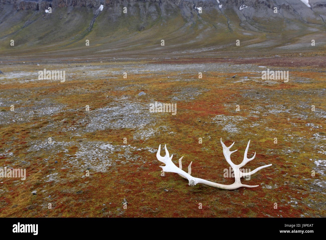 Norway,Svalbard,Spitsbergen,Edgeoya,Cutting Lee,pensioner's antlers ...