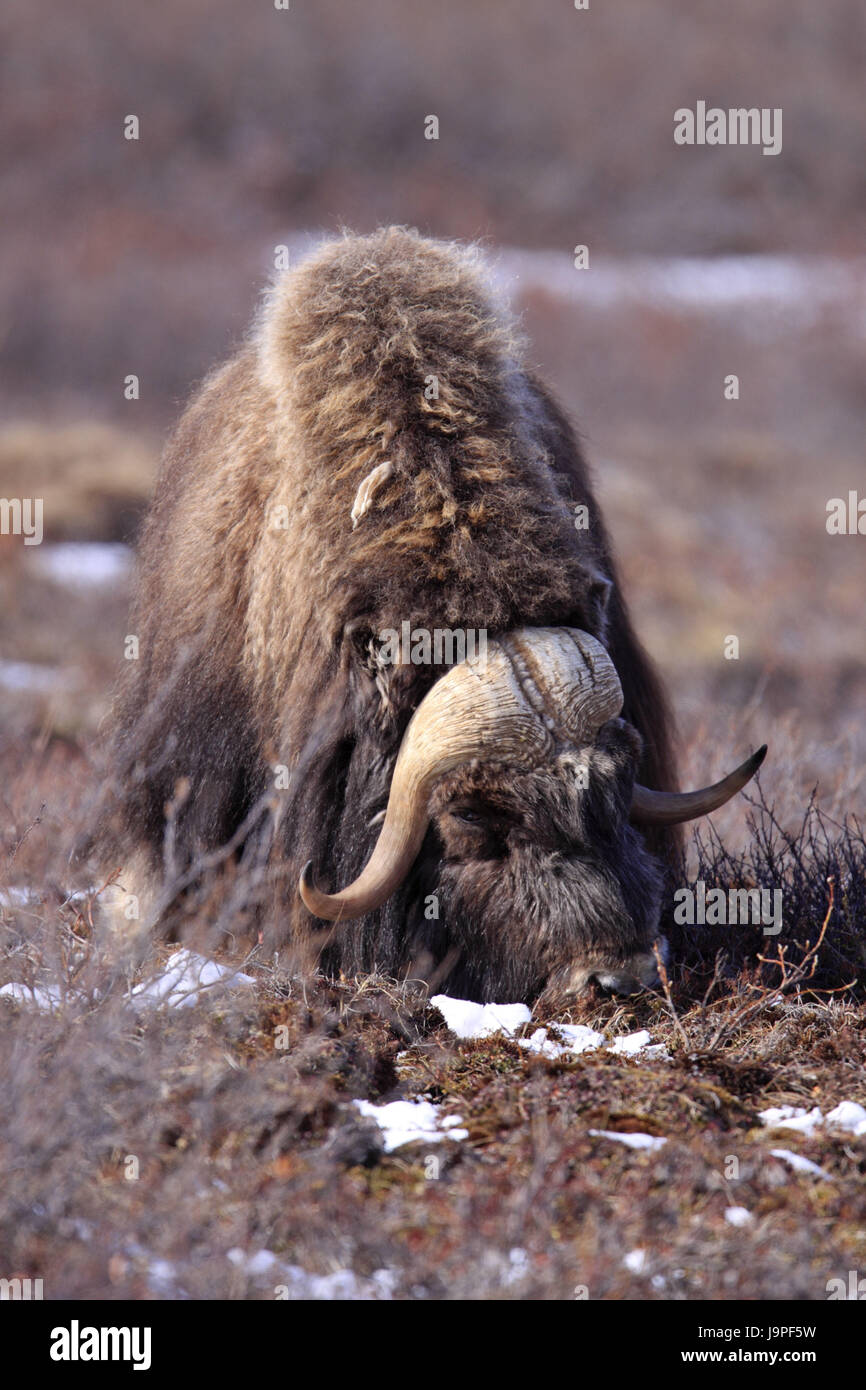 North America,the USA,Alaska,Nordalaska,North Slope,Dalton Highway,musk ...