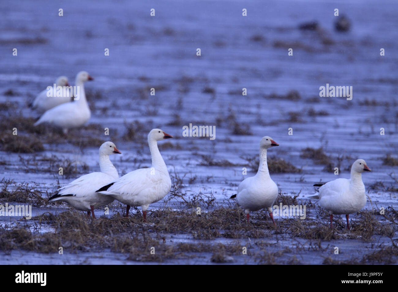North America,the USA,Alaska,Nordalaska,North Slope,Dalton Highway,snow ...