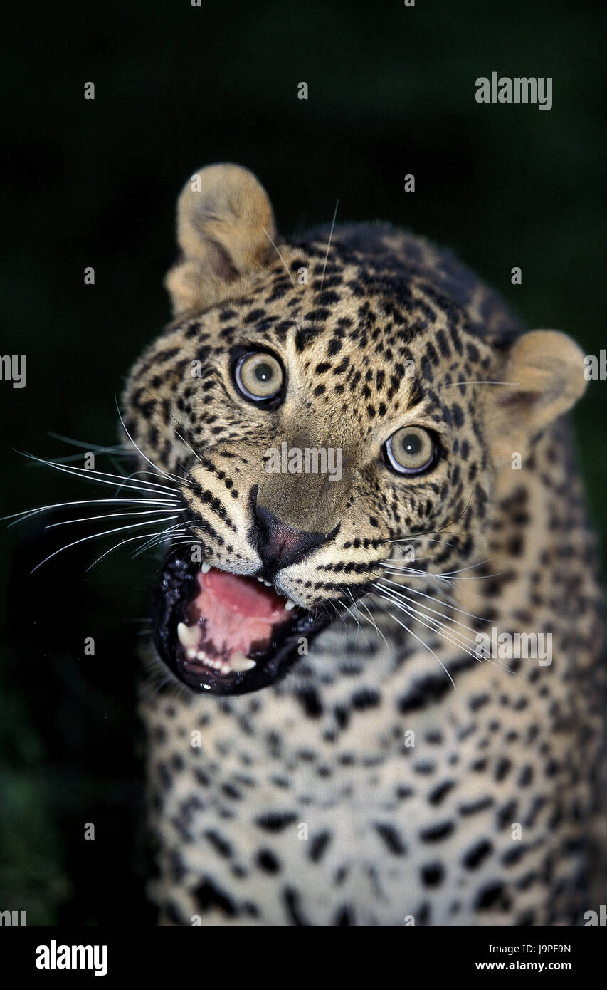 Hiss hi-res stock photography and images - Alamy