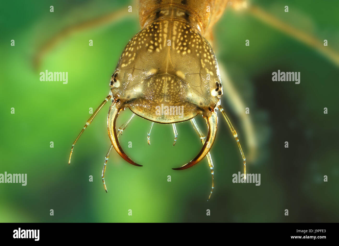 Dytiscus marginalis larva hi-res stock photography and images - Alamy