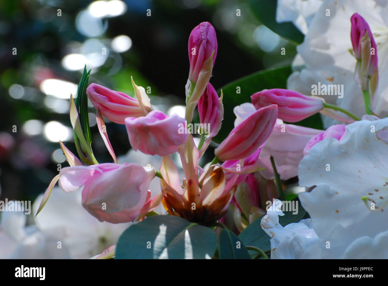 Azalea buds hi-res stock photography and images - Alamy