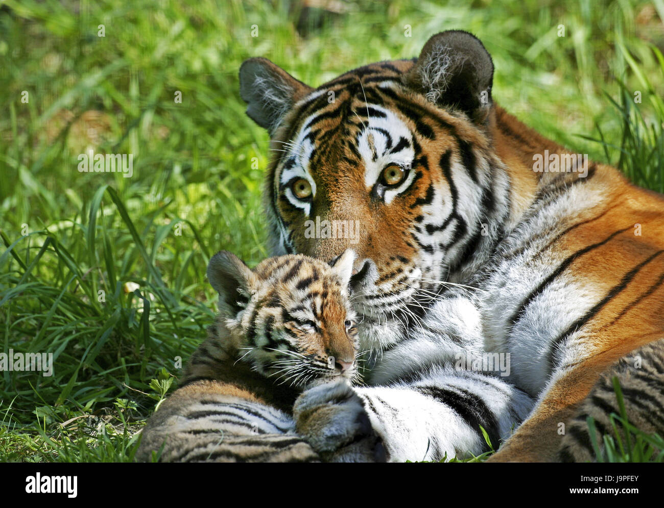 Mother with half grown young animal hi-res stock photography and images ...