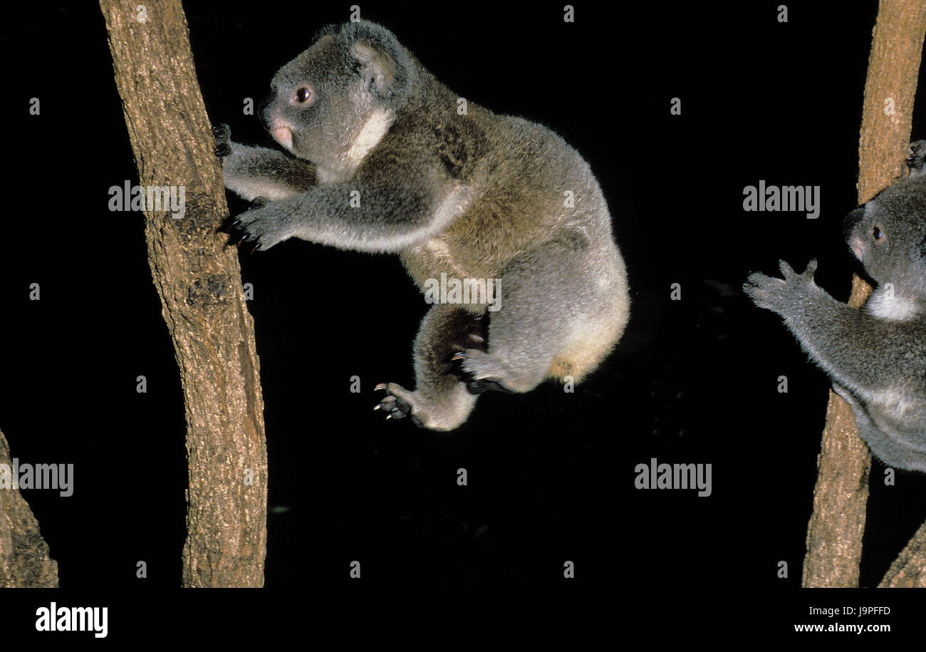 Koalas Eating At Night