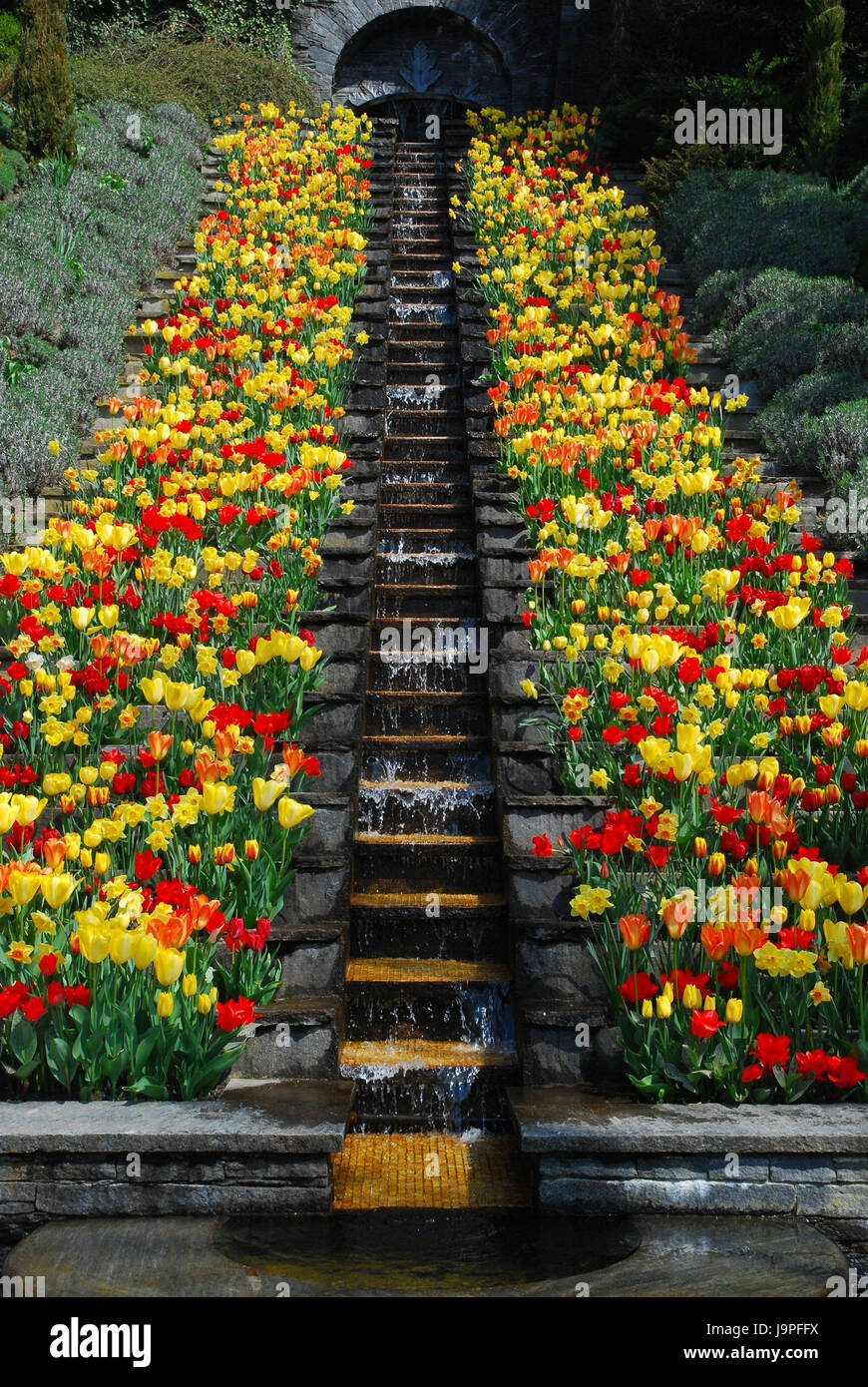 Island Mainau,cascade,tulips,brightly,Germany,Baden-Wurttemberg,flowers ...
