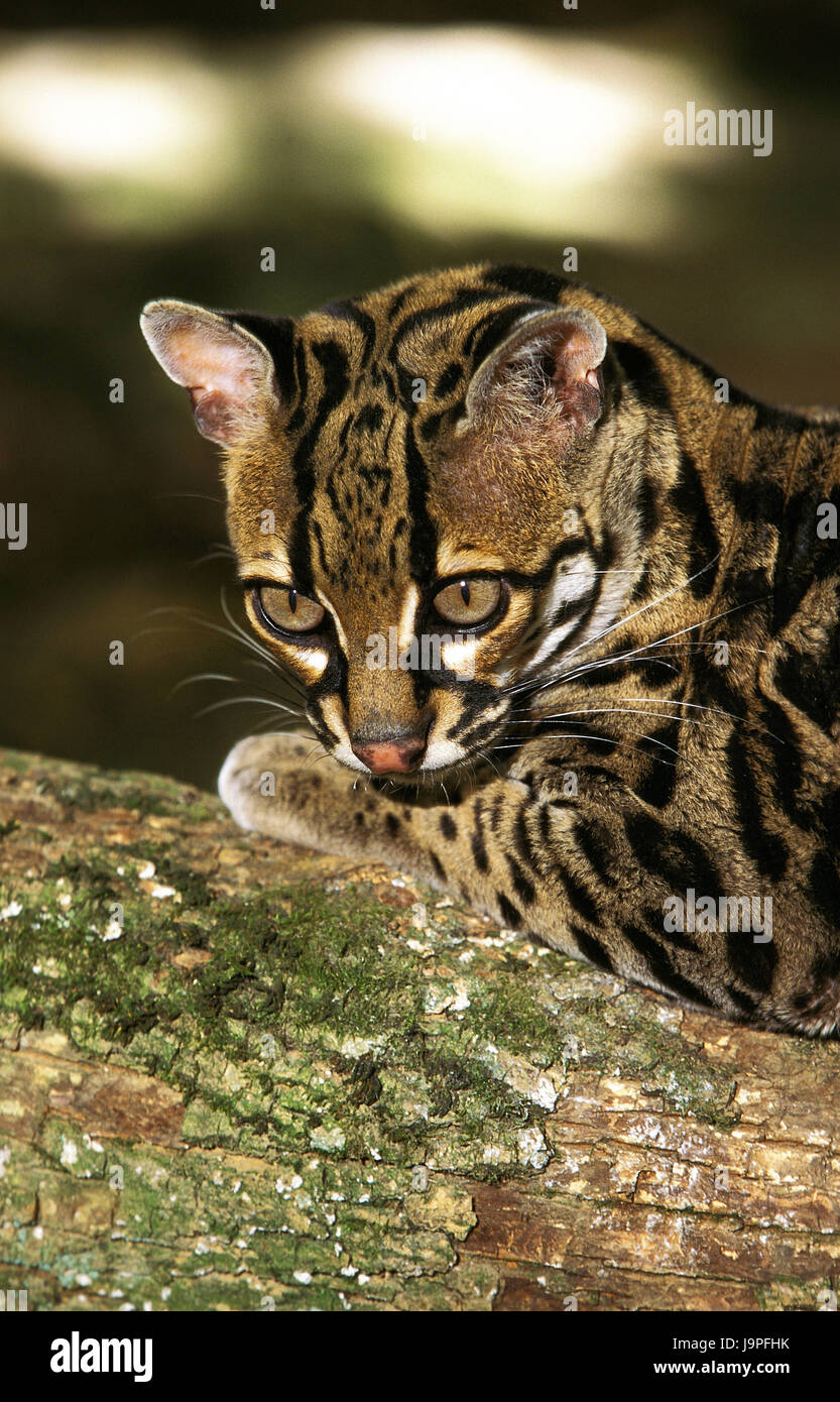 Margay hi-res stock photography and images - Alamy