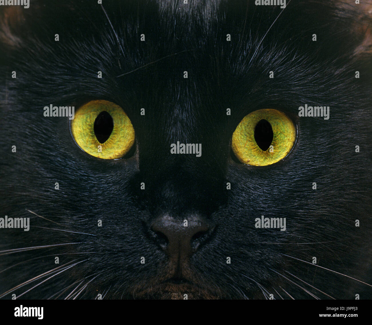 Black cat,eyes,yellow,close up Stock Photo - Alamy