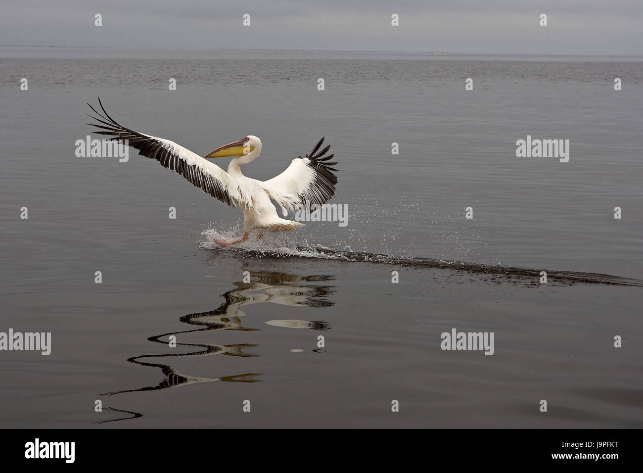 Of big white pelican Pelecanus onocrotalus,landing,water,Walvis bay ...