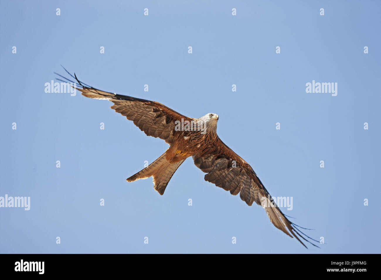 Red Milan,Milvus milvus,flight,bottom side Stock Photo - Alamy