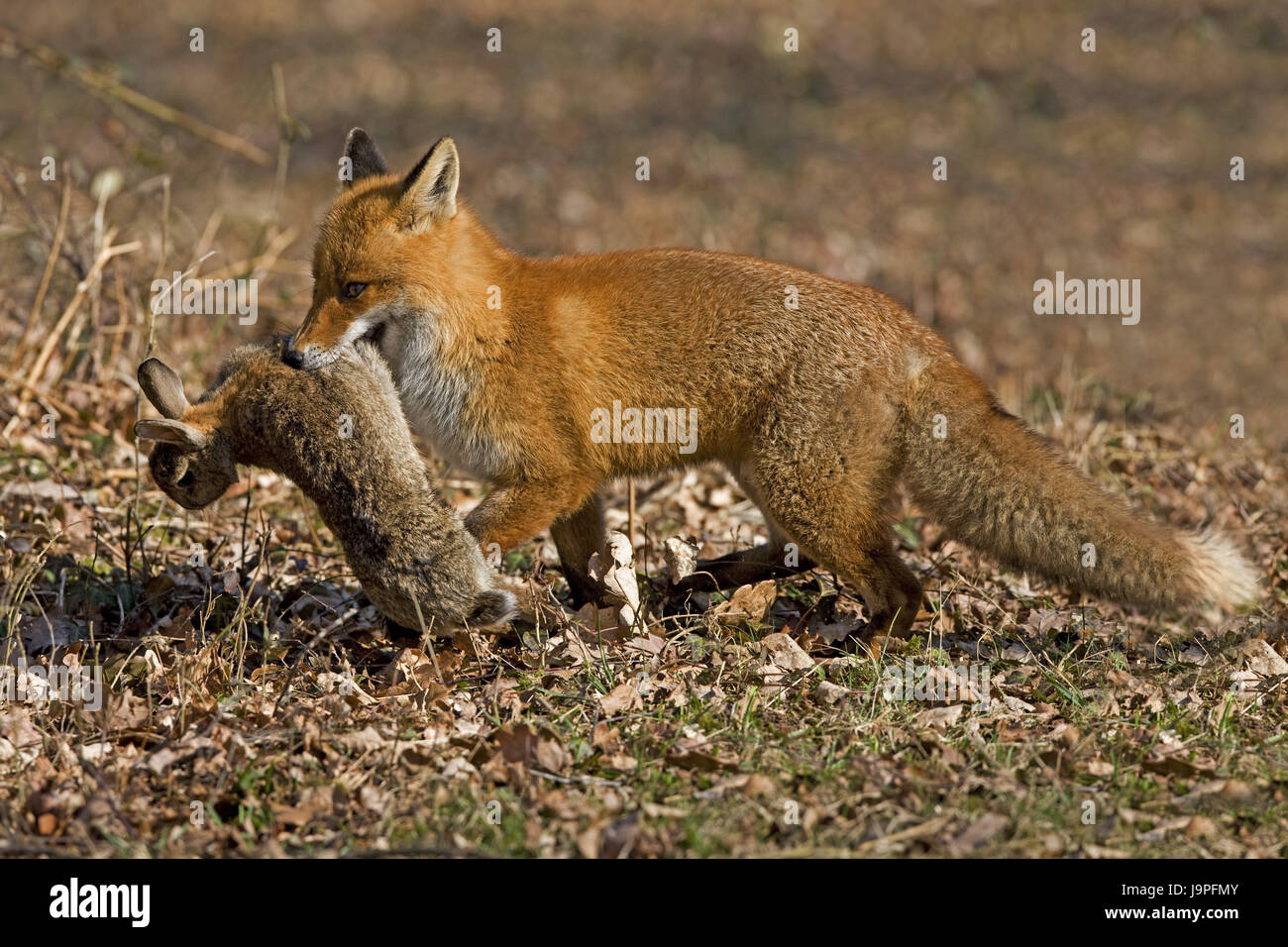 Red fox,Vulpes vulpes,prey,European rabbit,Normandy,France Stock Photo ...