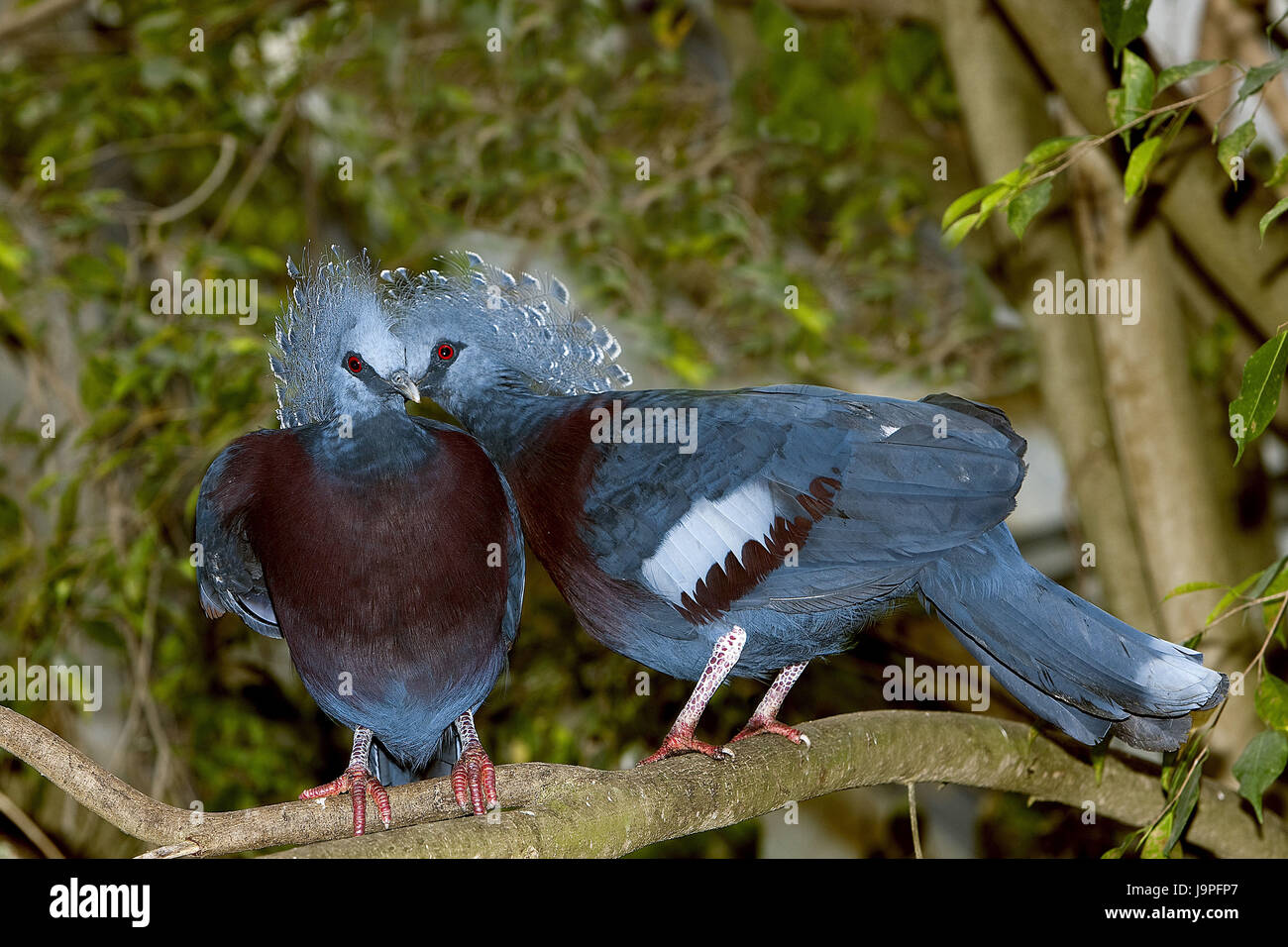 New guinea papua new guinea victoria crowned pigeon bird hi-res stock ...