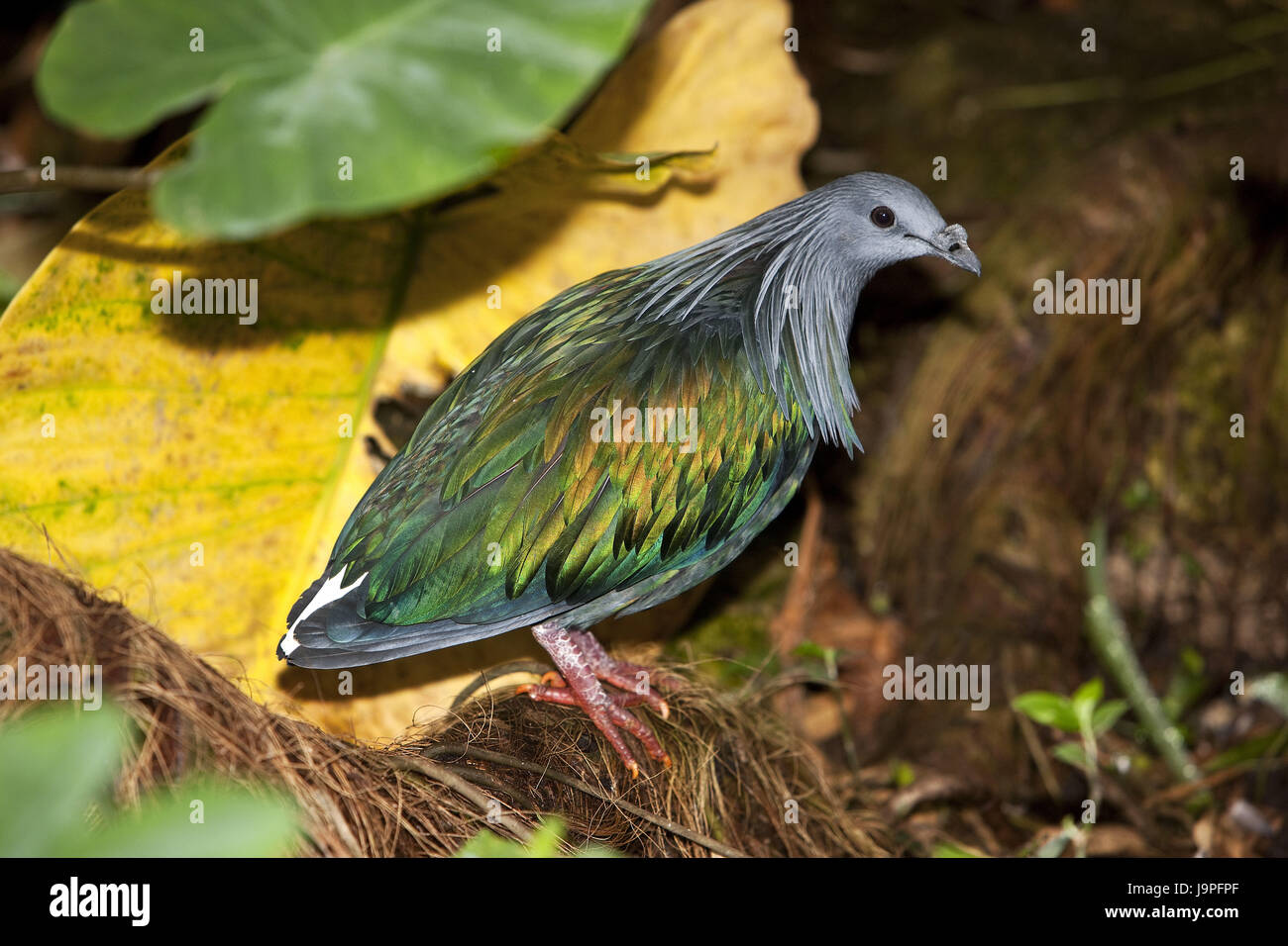 Collar pigeon,Nicobar Pigeon,Caloenas nicobarica Stock Photo - Alamy