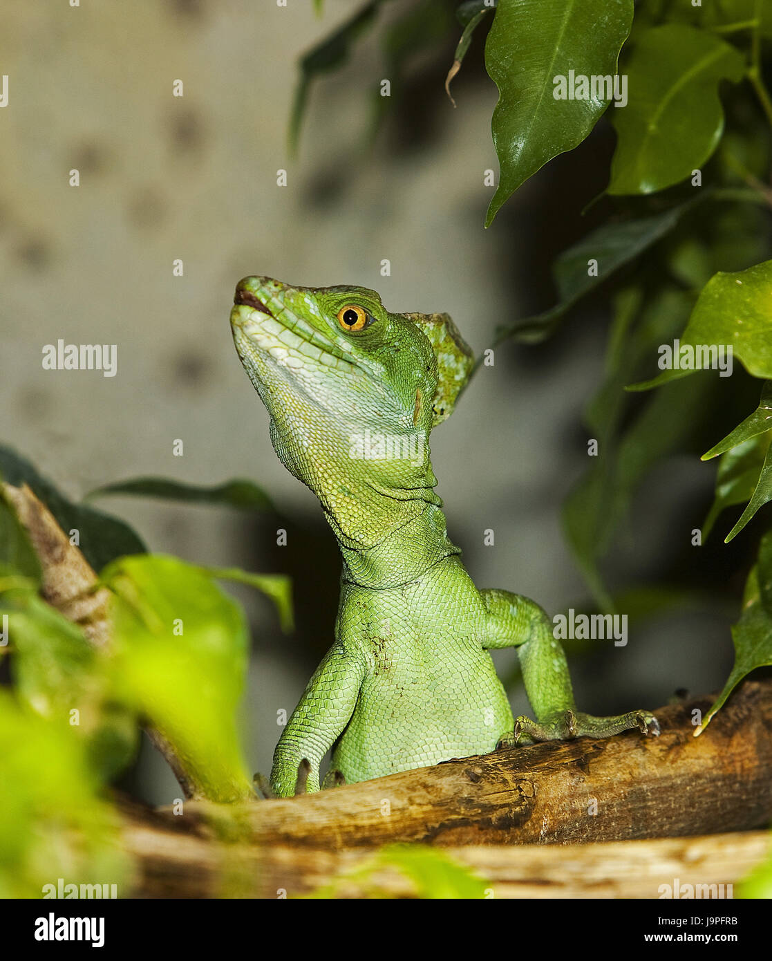 Forehead cloth basilisk,Basiliscus plumifrons,green Stock Photo - Alamy