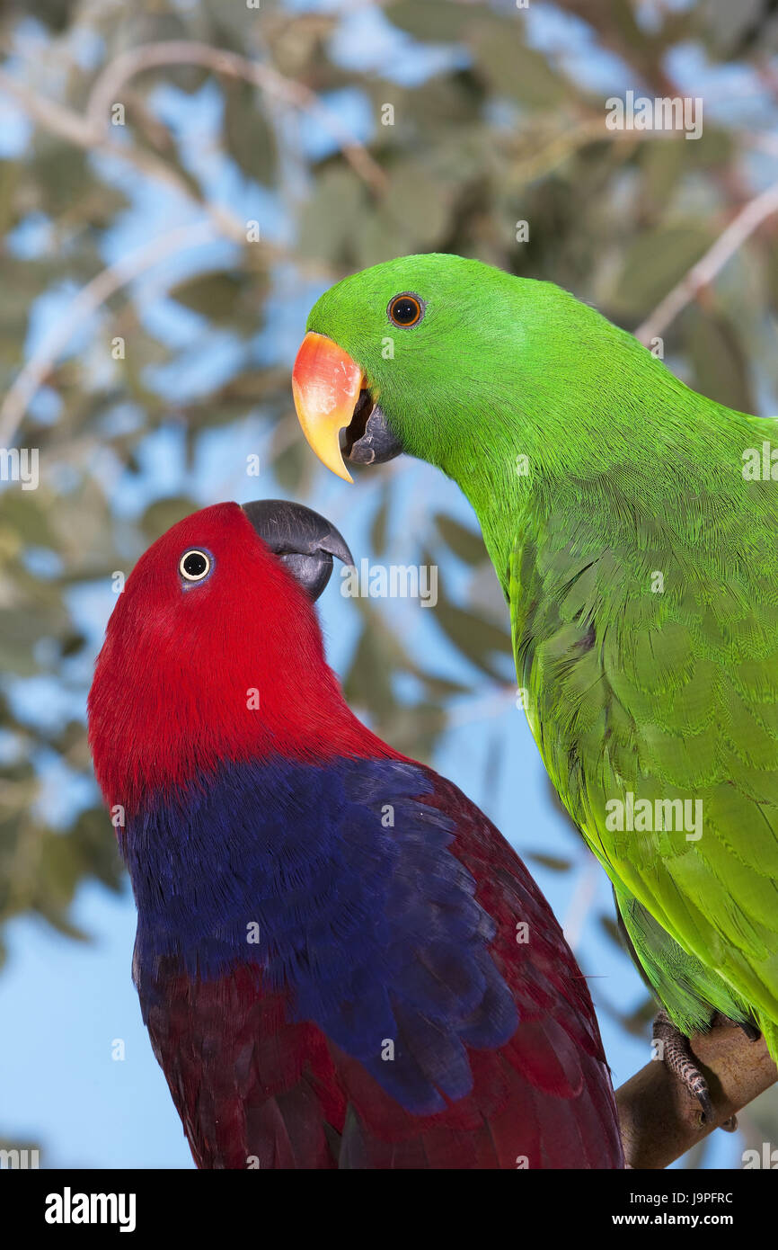 Noble parrots,Eclectus roratus,couples Stock Photo - Alamy
