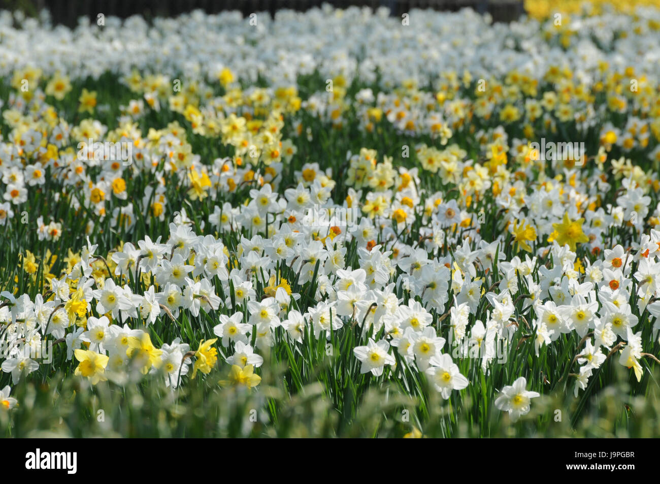 Narcissus field,blossoms,multicolored,spring,narcissus meadow,flowers ...