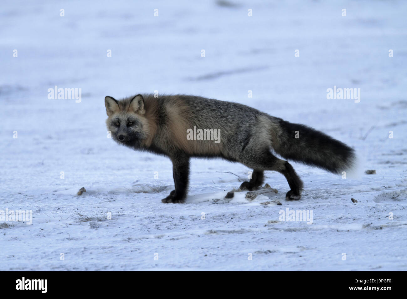 North America,Canada,north west territory,red fox,Vulpes vulpes,winter ...