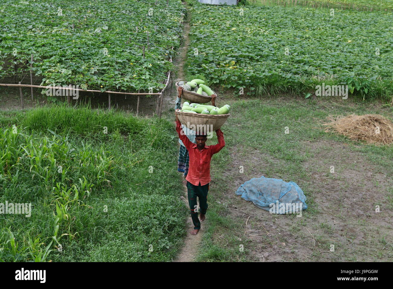 Farmer carry baskets on head of vegetable in Dhaka Stock Photo - Alamy