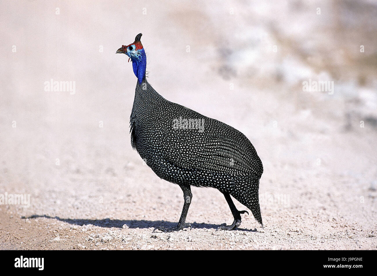 Helmet guinea fowl,Numida meleagris,Kenya Stock Photo - Alamy