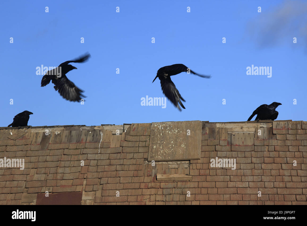 Fort mc pearson hi-res stock photography and images - Alamy