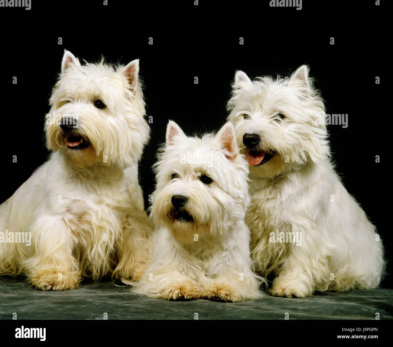 White terrier hi-res stock photography and images - Alamy