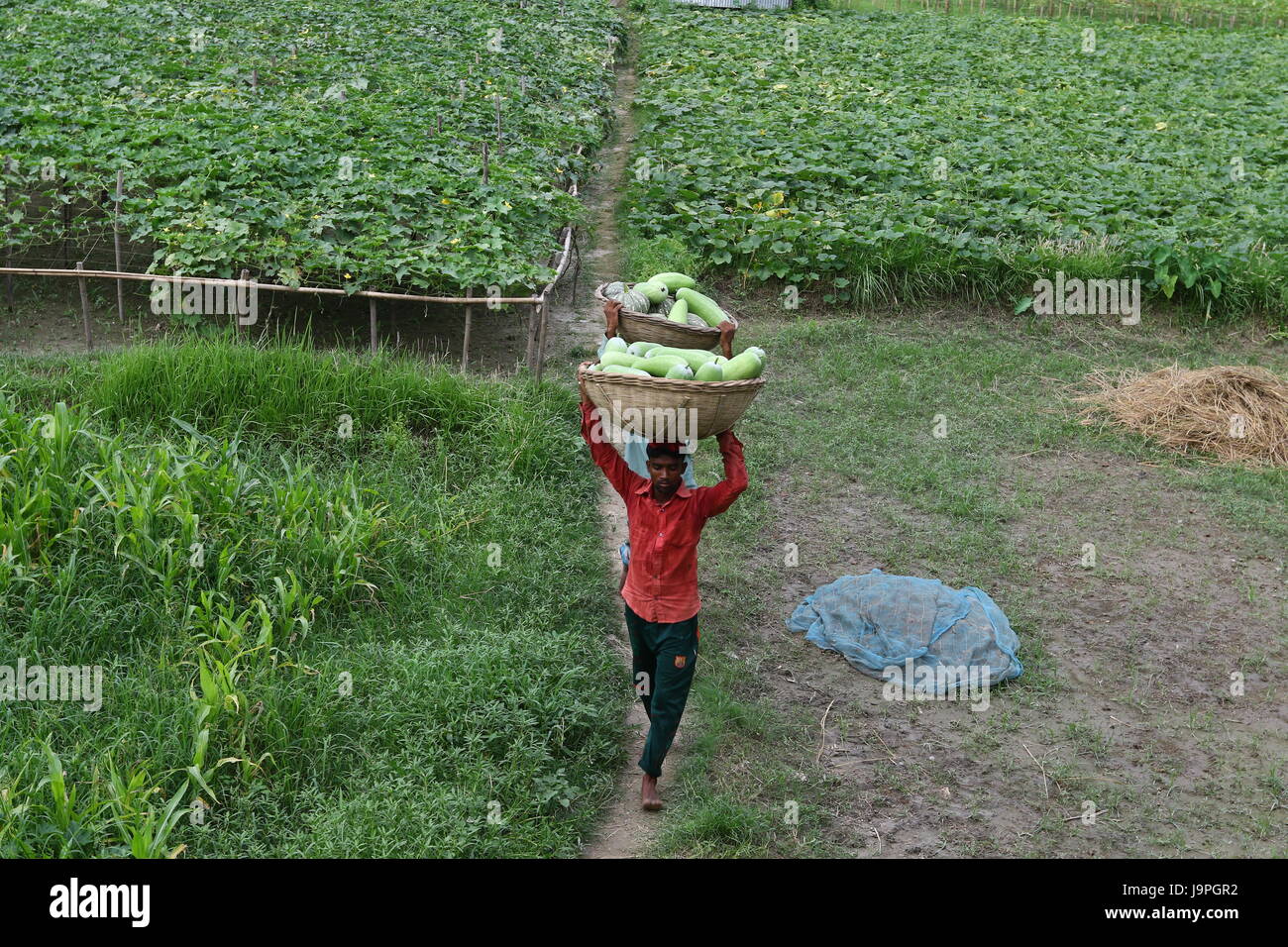 Farmer carry baskets on head of vegetable in Dhaka Stock Photo - Alamy