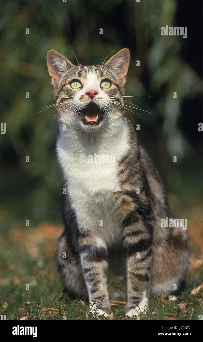 Cat full body hi-res stock photography and images - Alamy