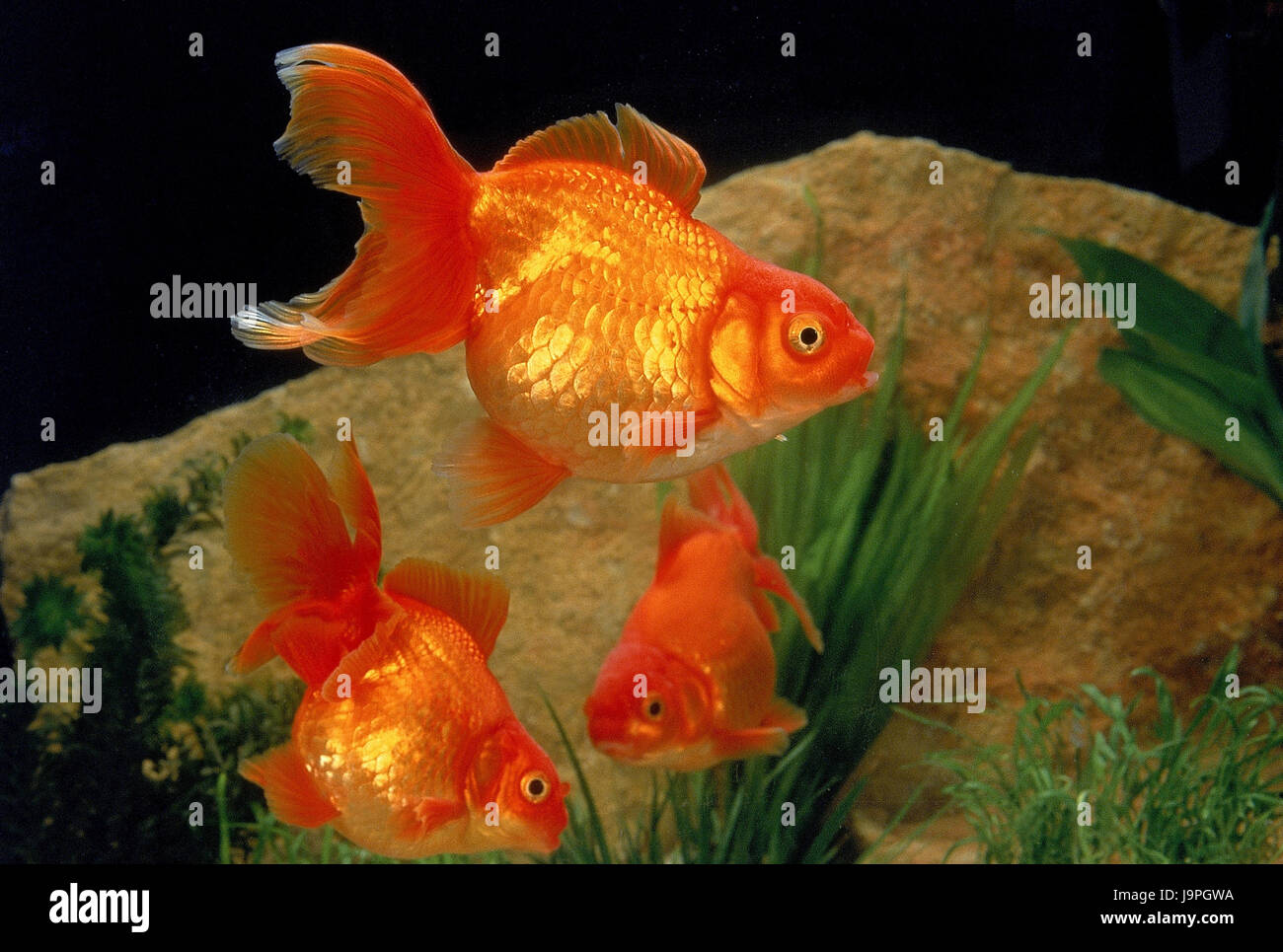 Goldfish carassius auratus adult hi-res stock photography and images ...