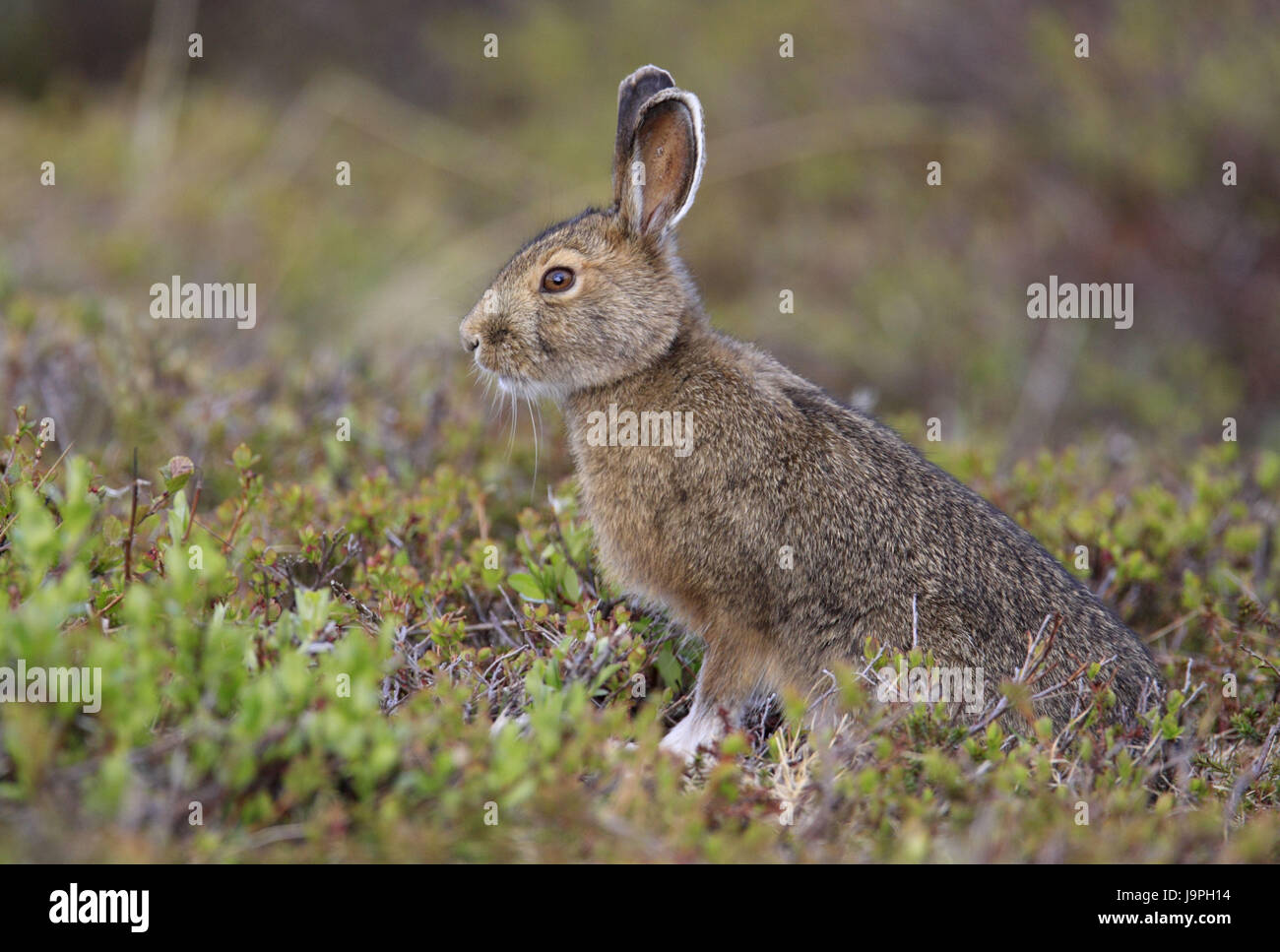 North America,the USA,Alaska,Zentralalaska,Denali national park,snow ...