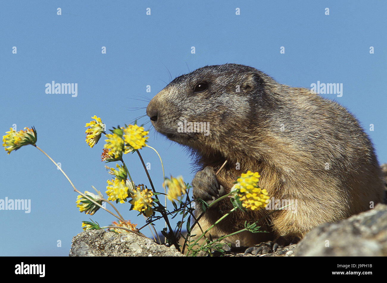 Alp groundhog,Marmota marmota,flowers,yellow,French alps Stock Photo ...