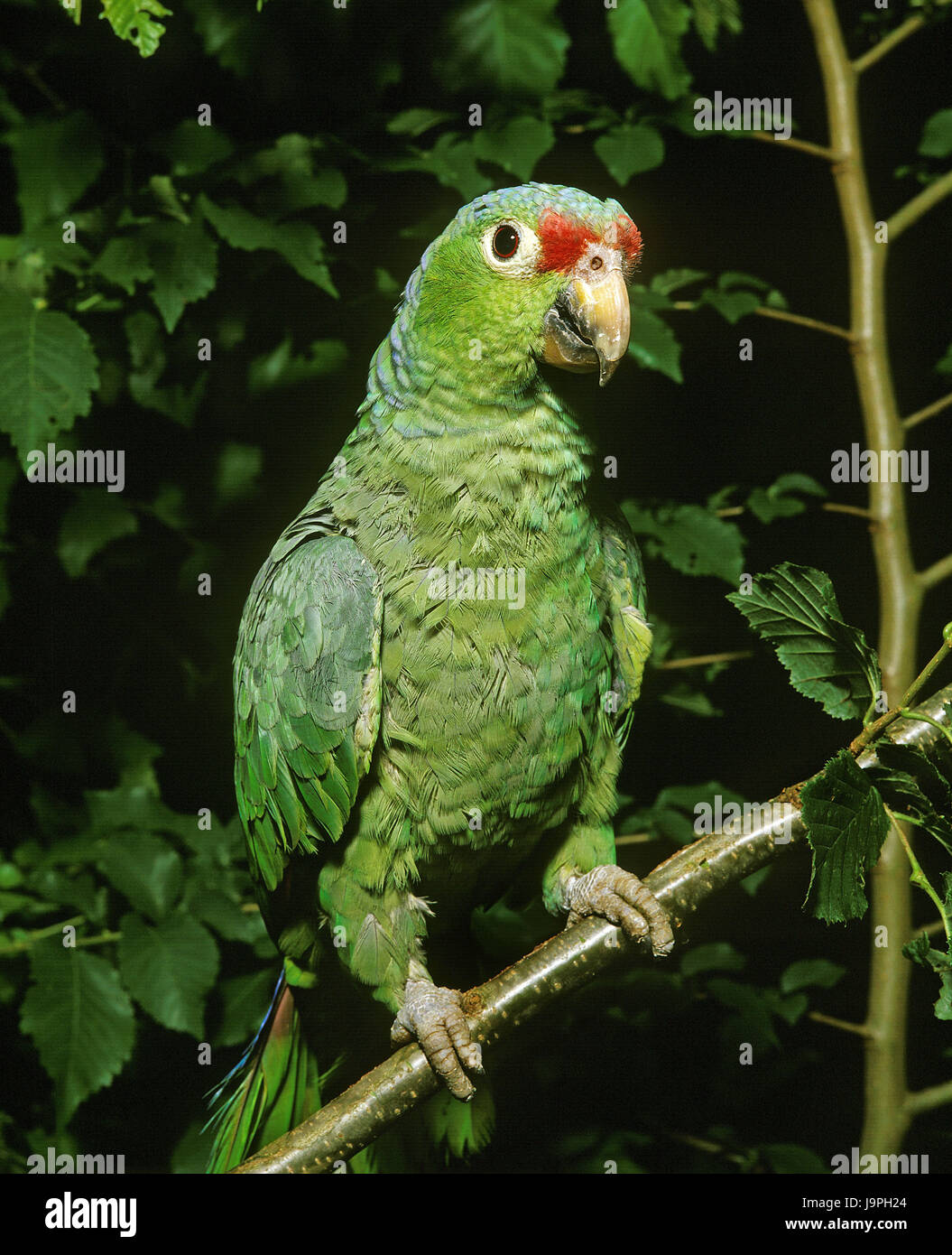 Yellow cheek amazon hi-res stock photography and images - Alamy