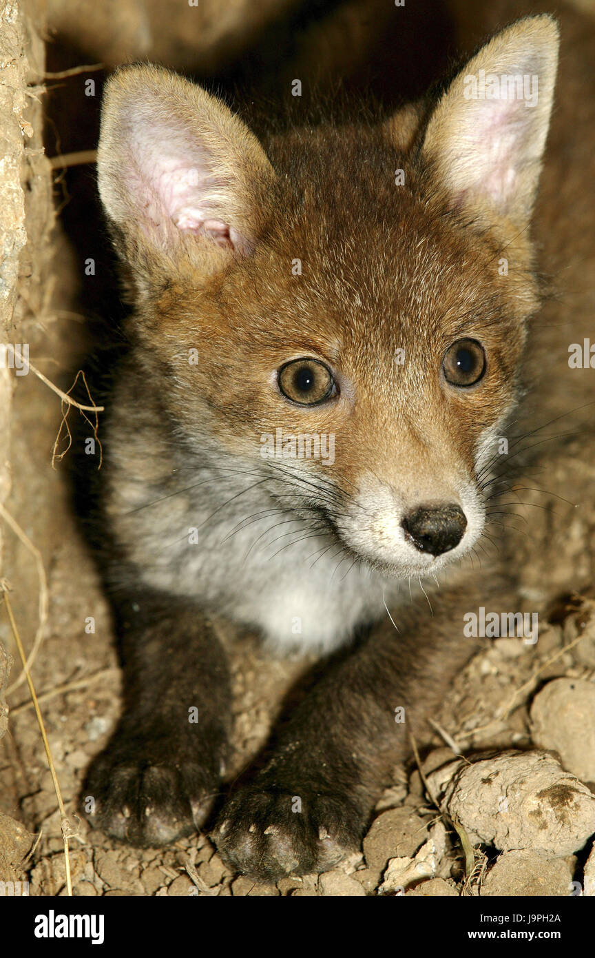 Red fox,Vulpes vulpes,young animal,construction,Normandy,France Stock ...