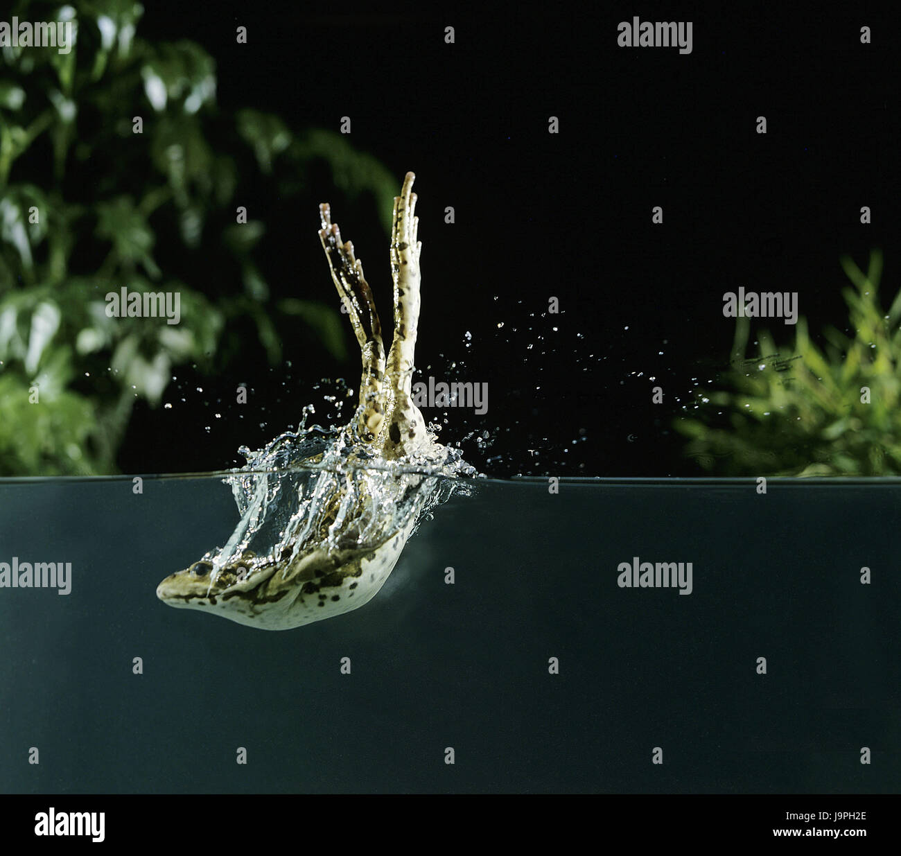 Pond frog,Rana esculenta,crack water Stock Photo - Alamy