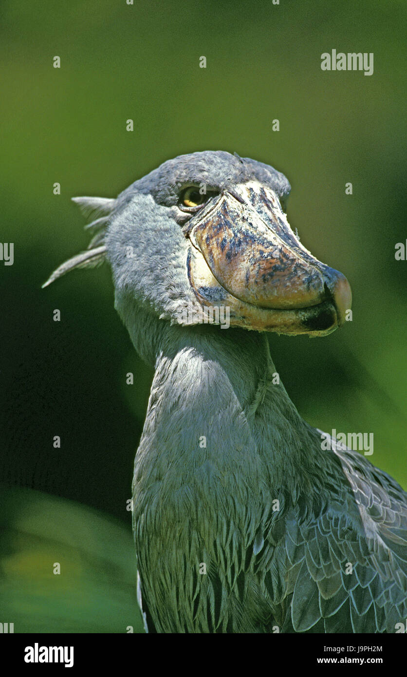 Shoe beak,Balaeniceps rex,portrait Stock Photo - Alamy