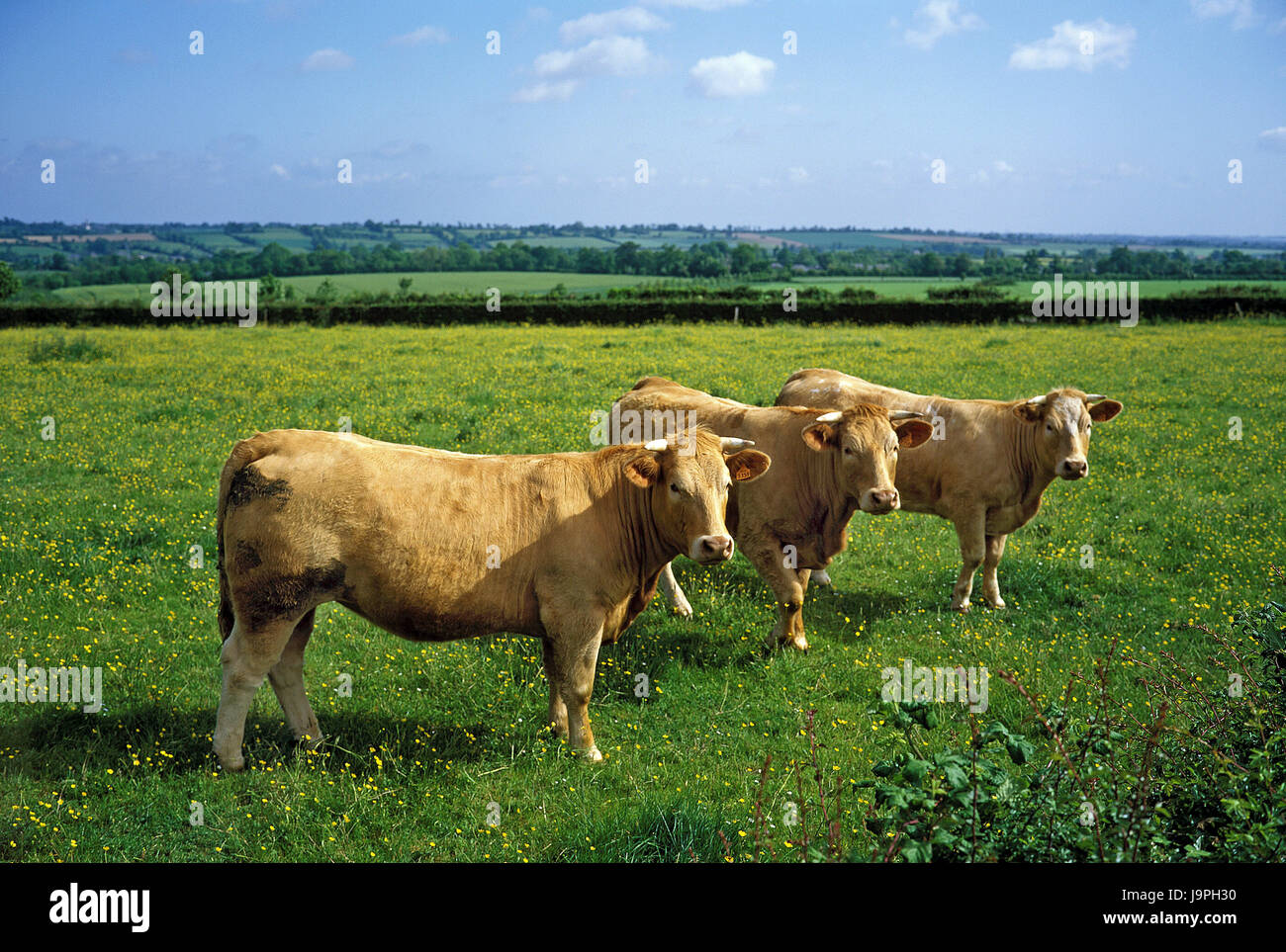 Full of cows hi-res stock photography and images - Alamy