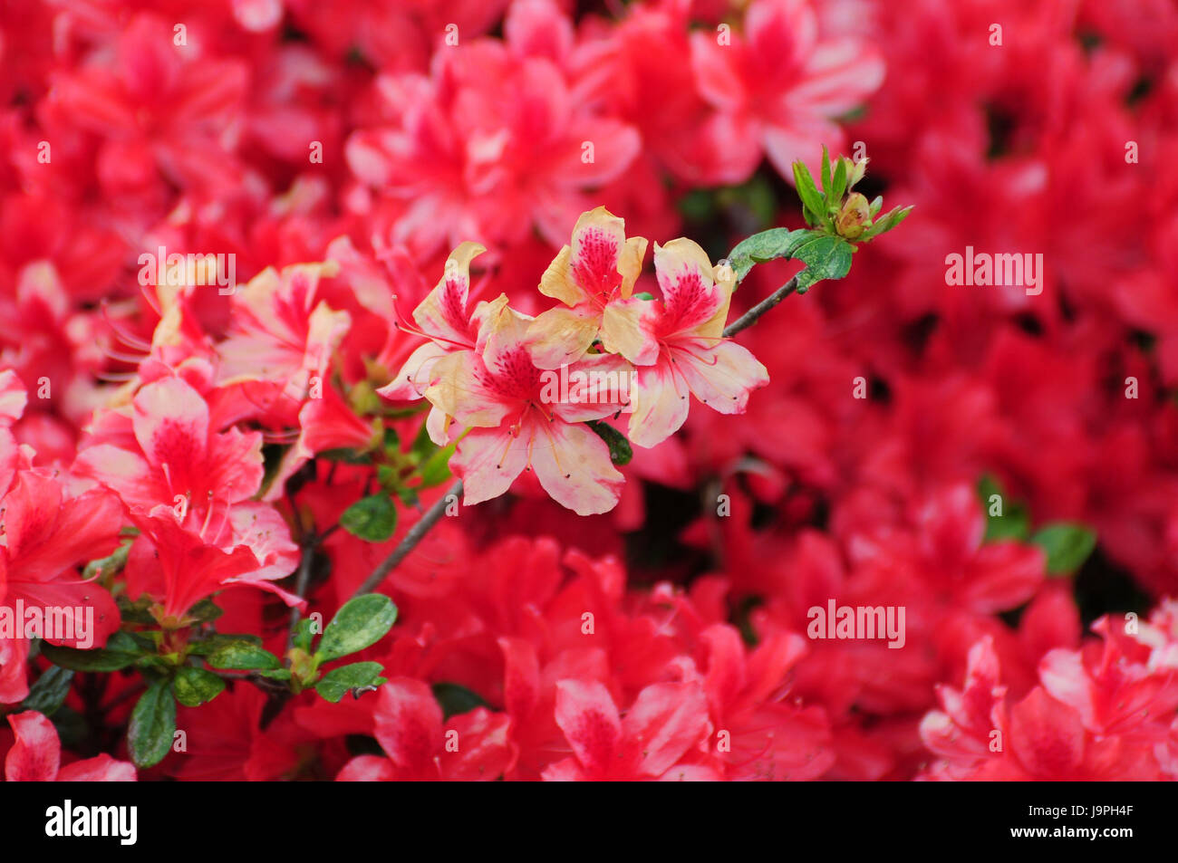 Azalea azalea spec hi-res stock photography and images - Alamy