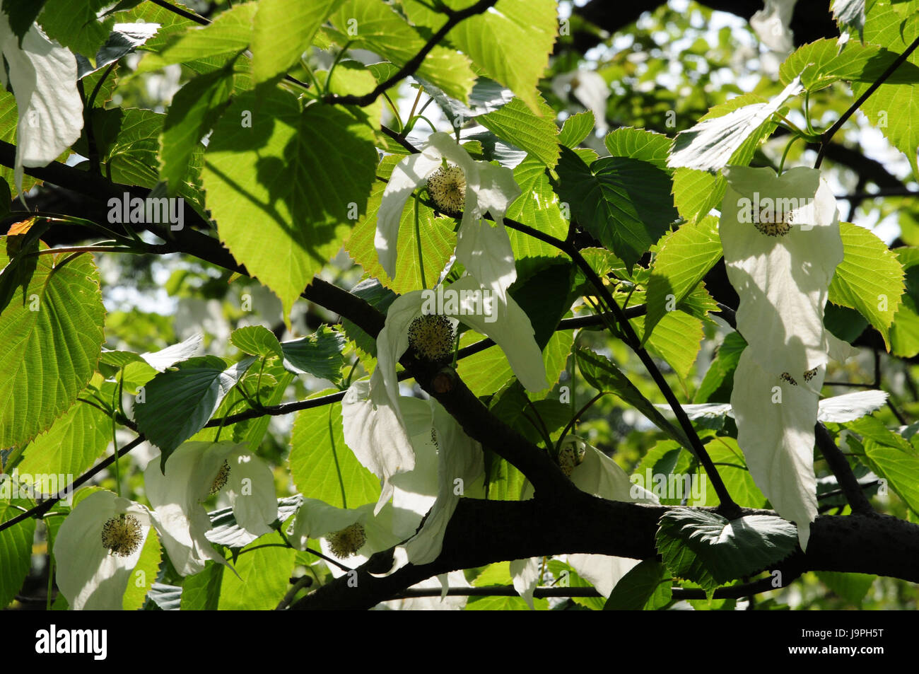 Botany,handkerchief tree,pigeon tree,Davidia involucrata,detail Stock ...