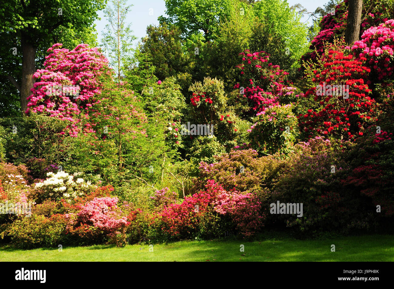 Park,südländisch,botanical garden,azalea bushes Stock Photo - Alamy