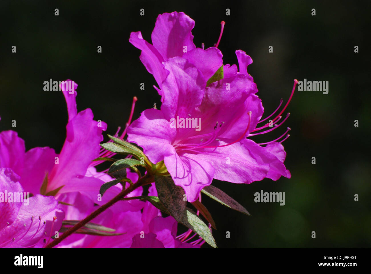 Azalea blossom hi-res stock photography and images - Alamy
