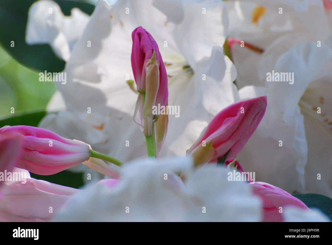 Azalea azalea spec hi-res stock photography and images - Alamy