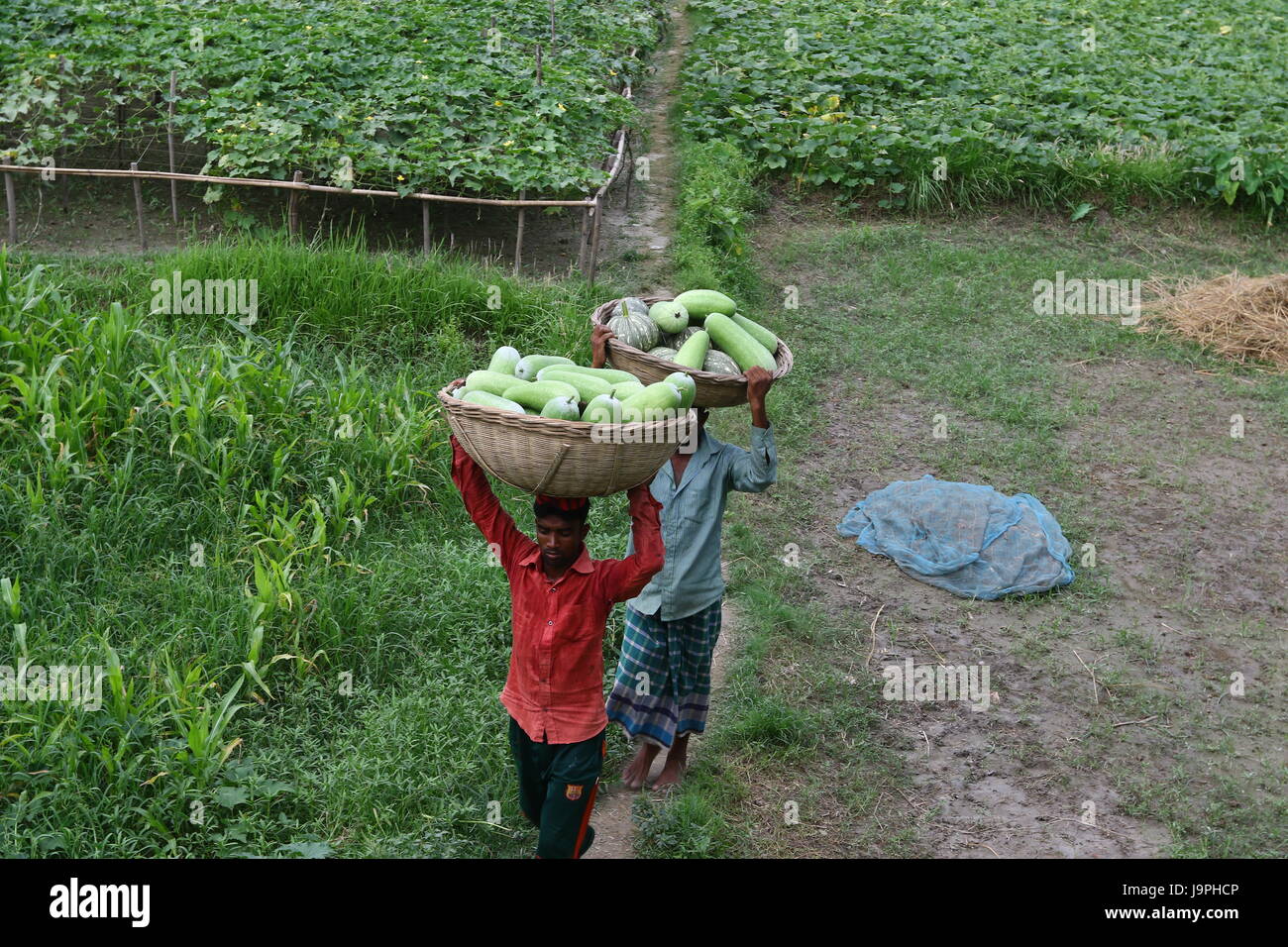 Farmer carry baskets on head of vegetable in Dhaka Stock Photo - Alamy